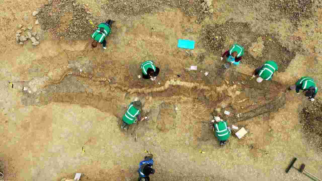 Seorang Pria Inggris Tak Sengaja Temukan Fosil Naga Laut - daaitv.co.id ... Seorang Pria Inggris Tak Sengaja Temukan Fosil Naga Laut - daaitv.co.id ...